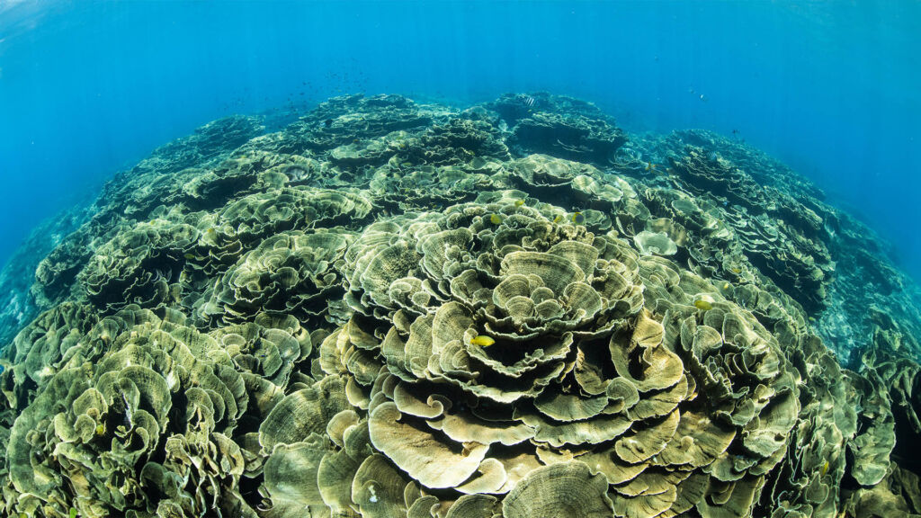 Semi-Submarine Tour - Frankland Islands Reef Cruises from Cairns