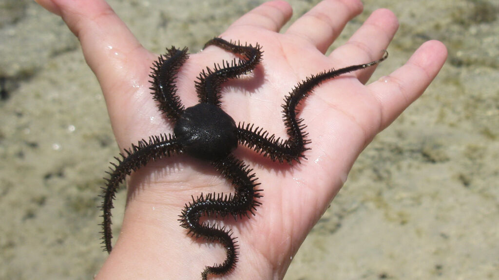 Marine Life in the GBR - Frankland Islands Reef Cruises