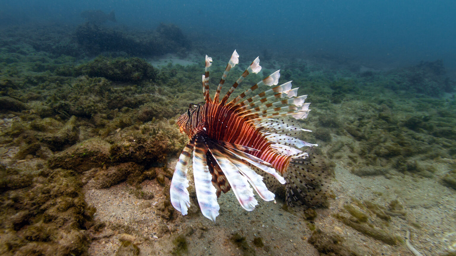 Marine Life in the GBR - Frankland Islands Reef Cruises